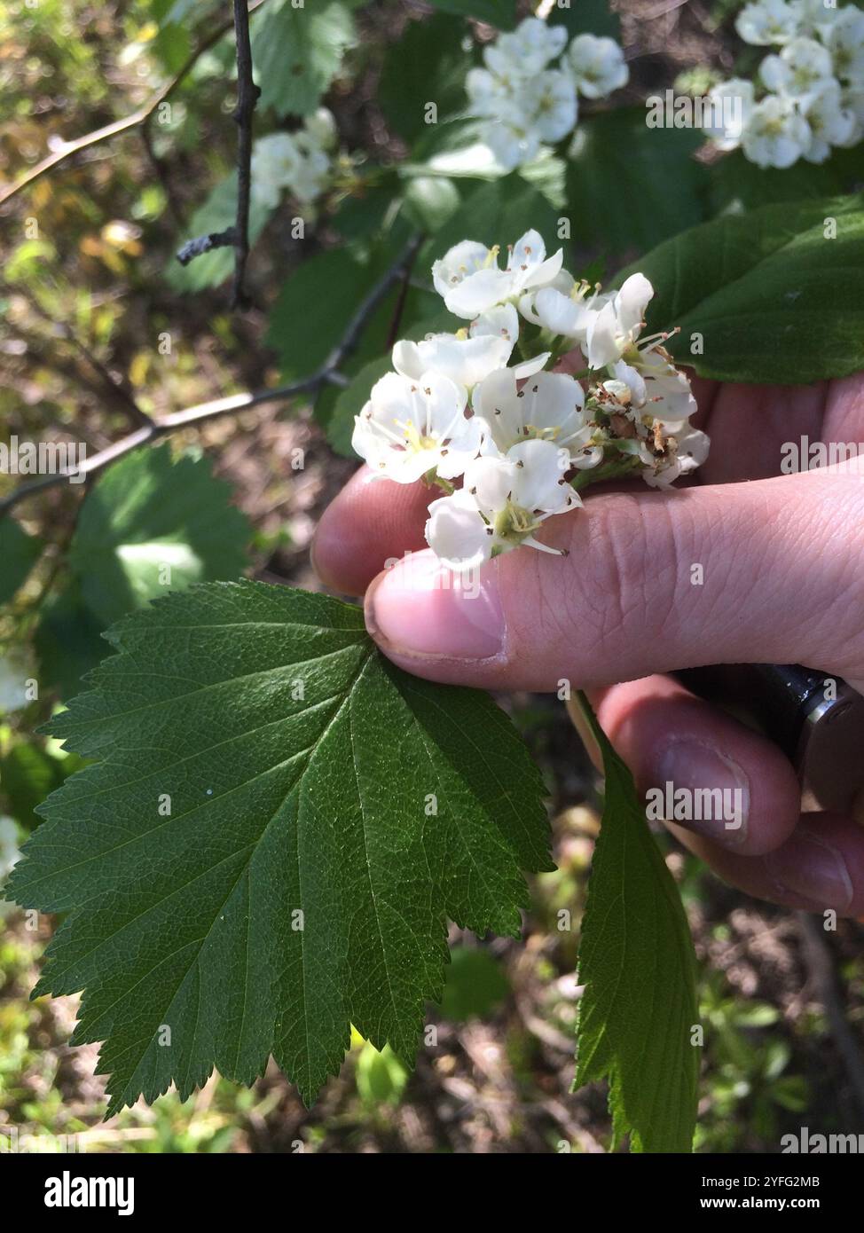 (Crataegus flabellata flabellata Stock Photo - Alamy