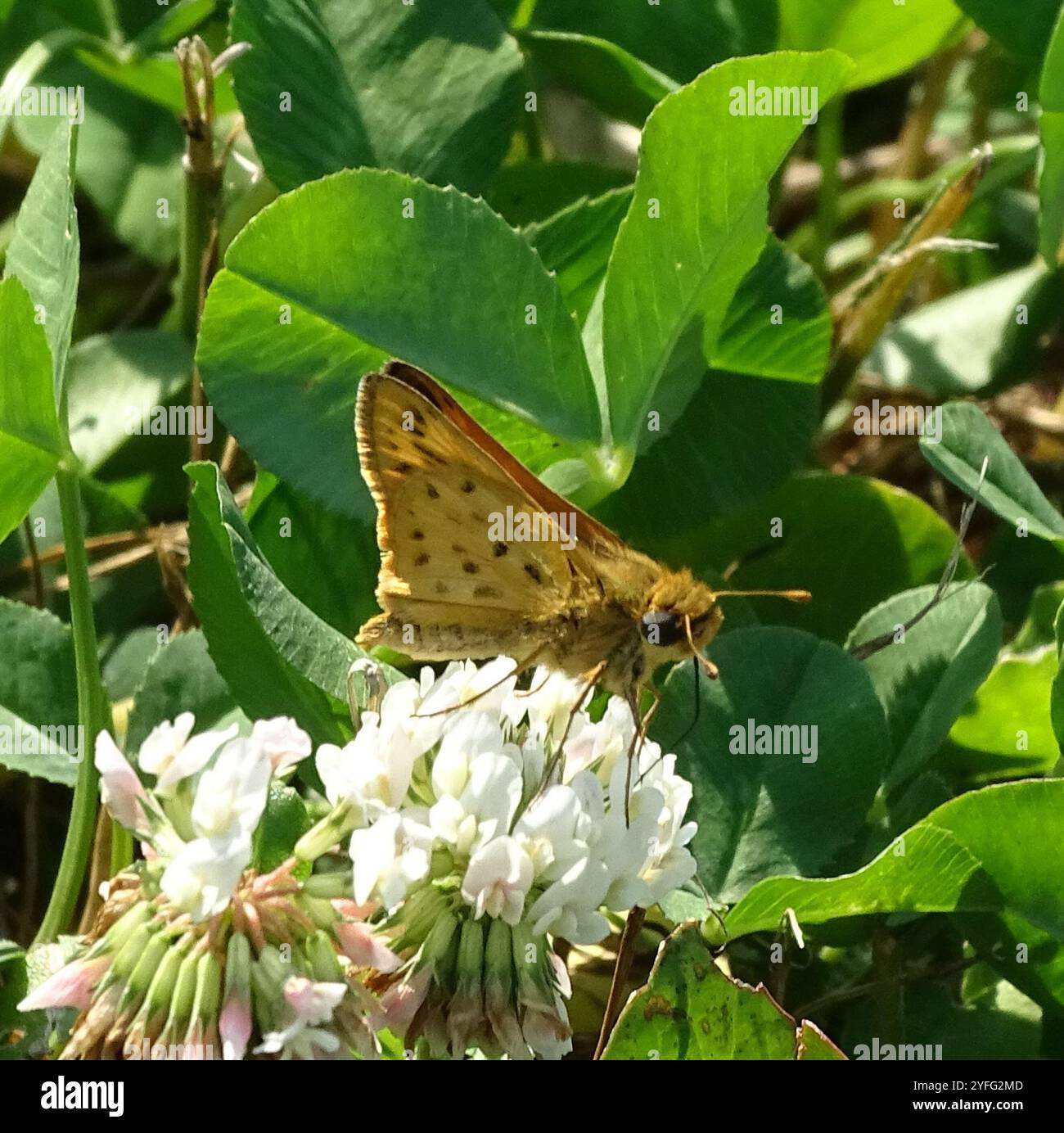 Fiery Skipper (Hylephila phyleus Stock Photo - Alamy