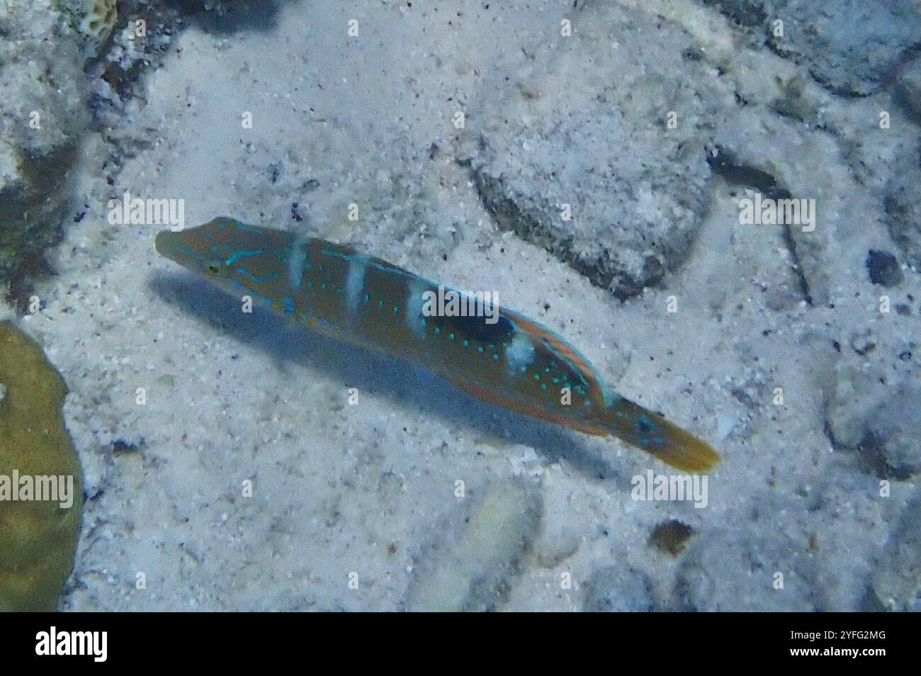 Puddingwife Wrasse (Halichoeres radiatus Stock Photo - Alamy