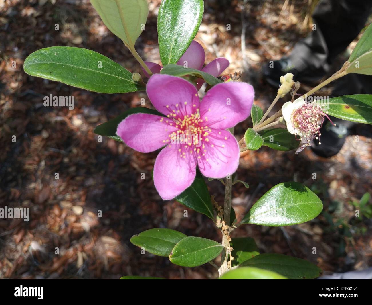 Rose Myrtle (Rhodomyrtus tomentosa Stock Photo - Alamy