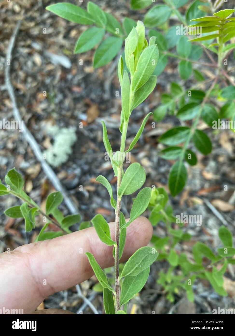 Dixie aster (Sericocarpus tortifolius Stock Photo - Alamy