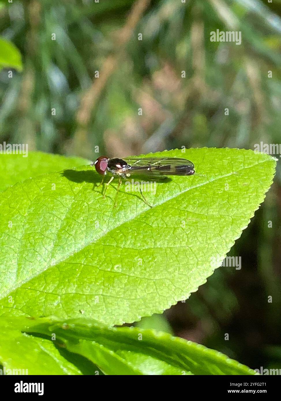 Common Dainty (Baccha elongata Stock Photo - Alamy
