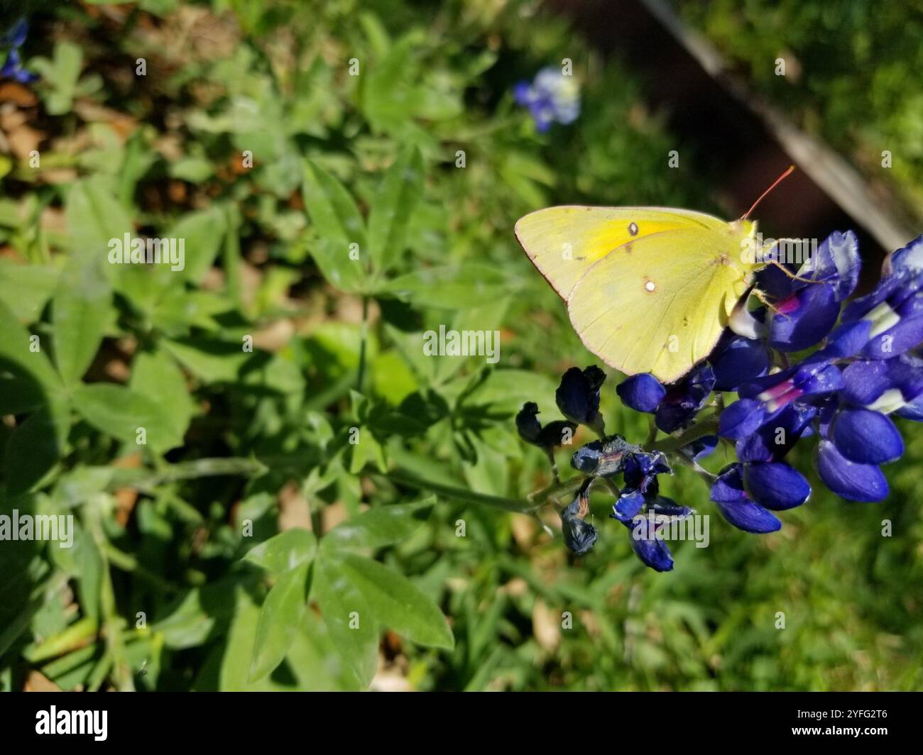 Orange Sulphur (Colias eurytheme Stock Photo - Alamy
