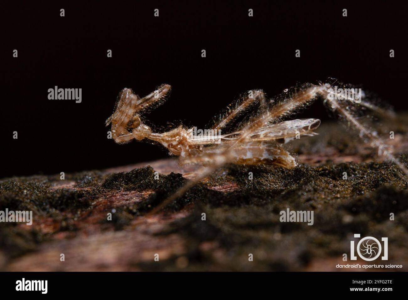 Spider Assassin Bugs (Stenolemus Stock Photo - Alamy