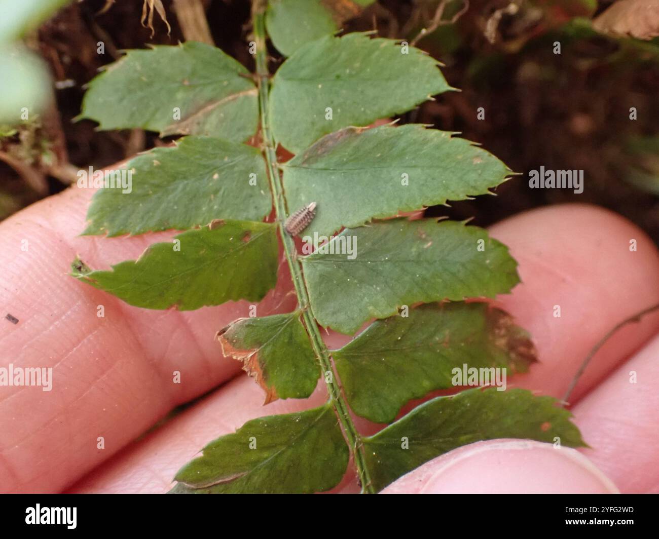 western sword fern (Polystichum munitum Stock Photo - Alamy