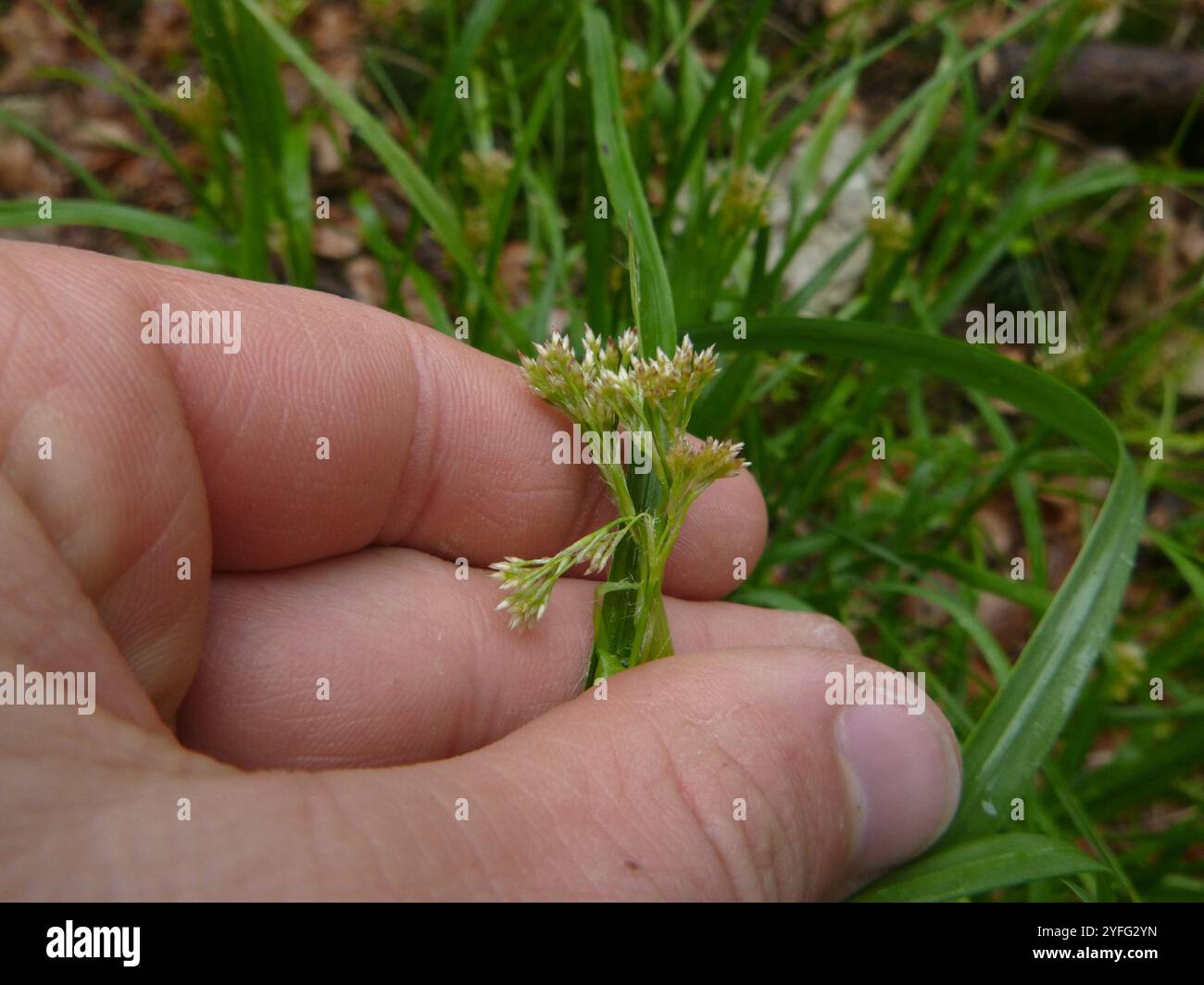 White Woodrush (Luzula luzuloides Stock Photo - Alamy