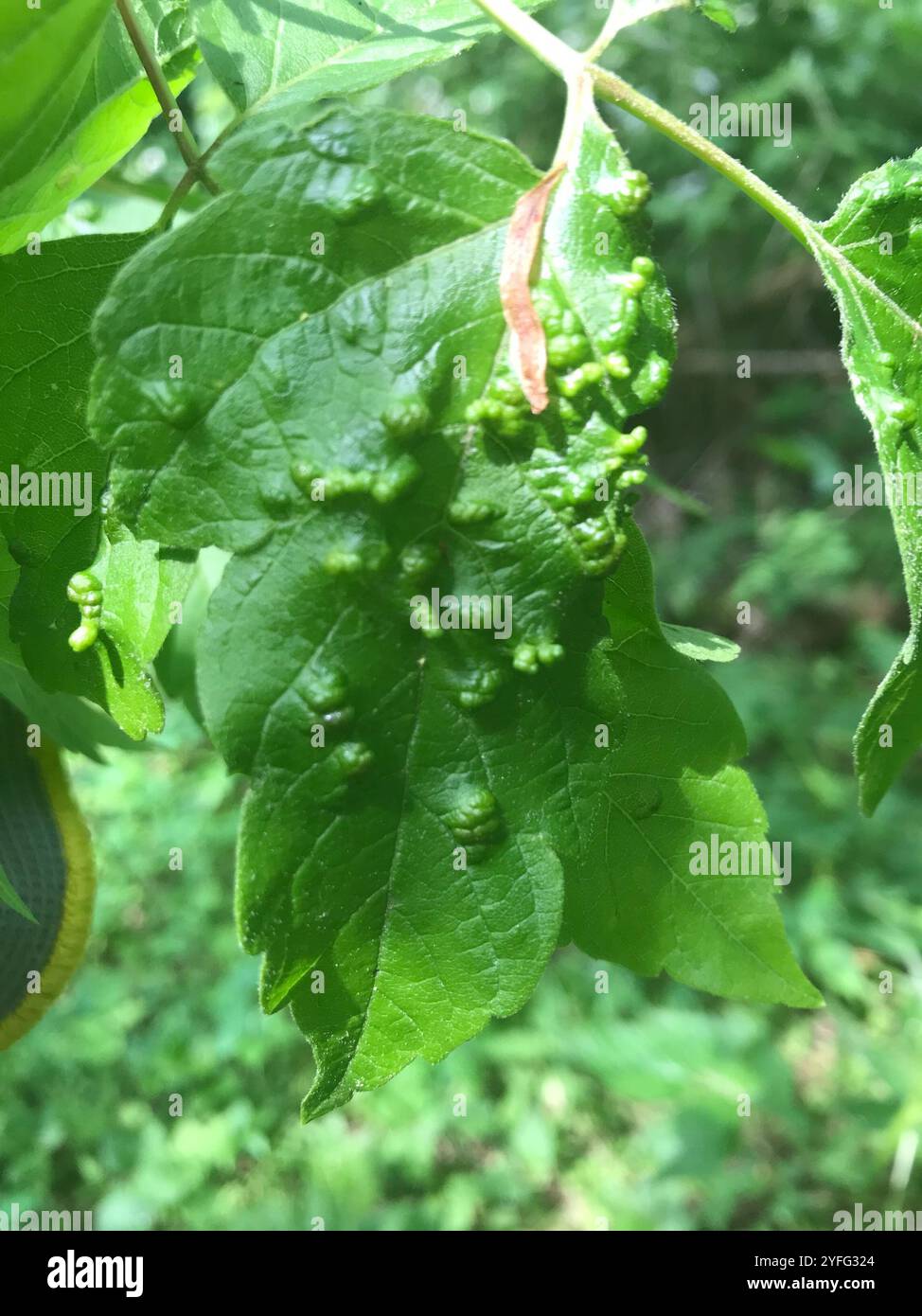 box elder pouch gall mite (Aceria negundi Stock Photo - Alamy