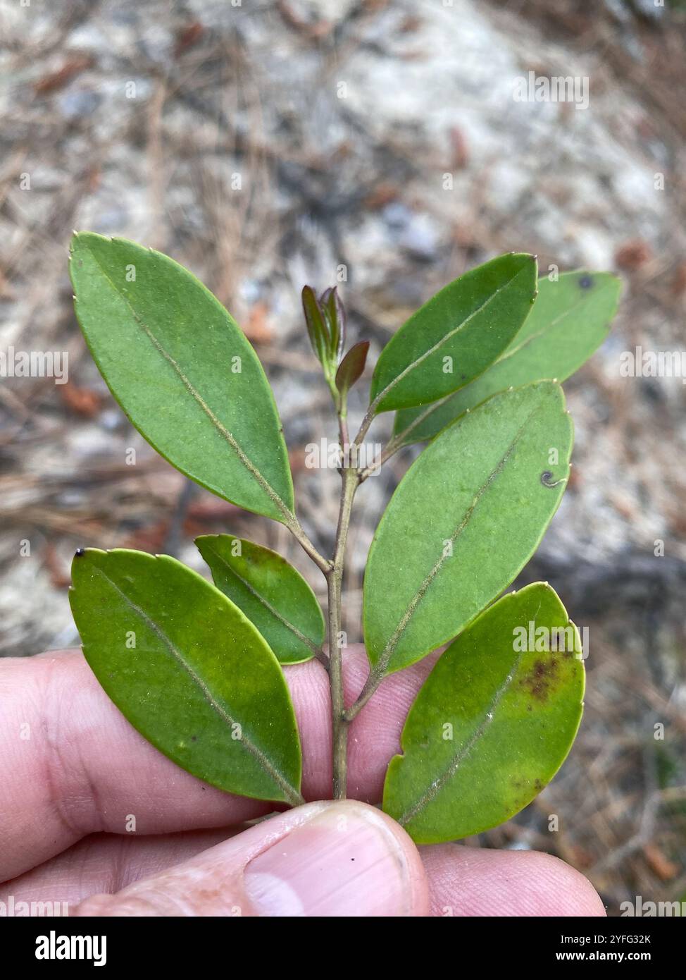 gallberry (Ilex glabra Stock Photo - Alamy