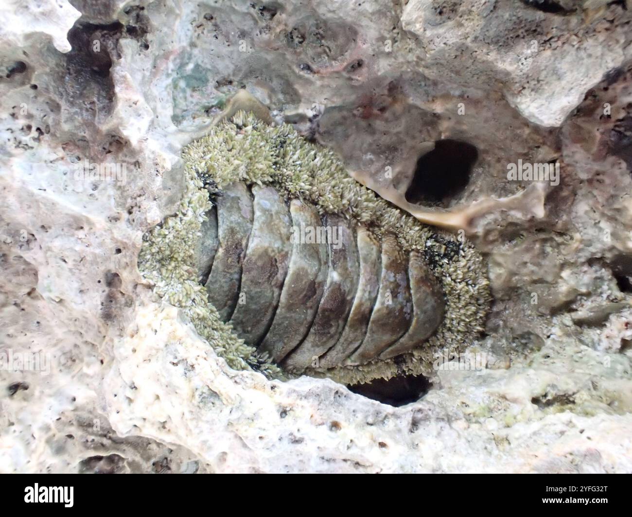 West Indian Fuzzy Chiton (Acanthopleura granulata Stock Photo - Alamy