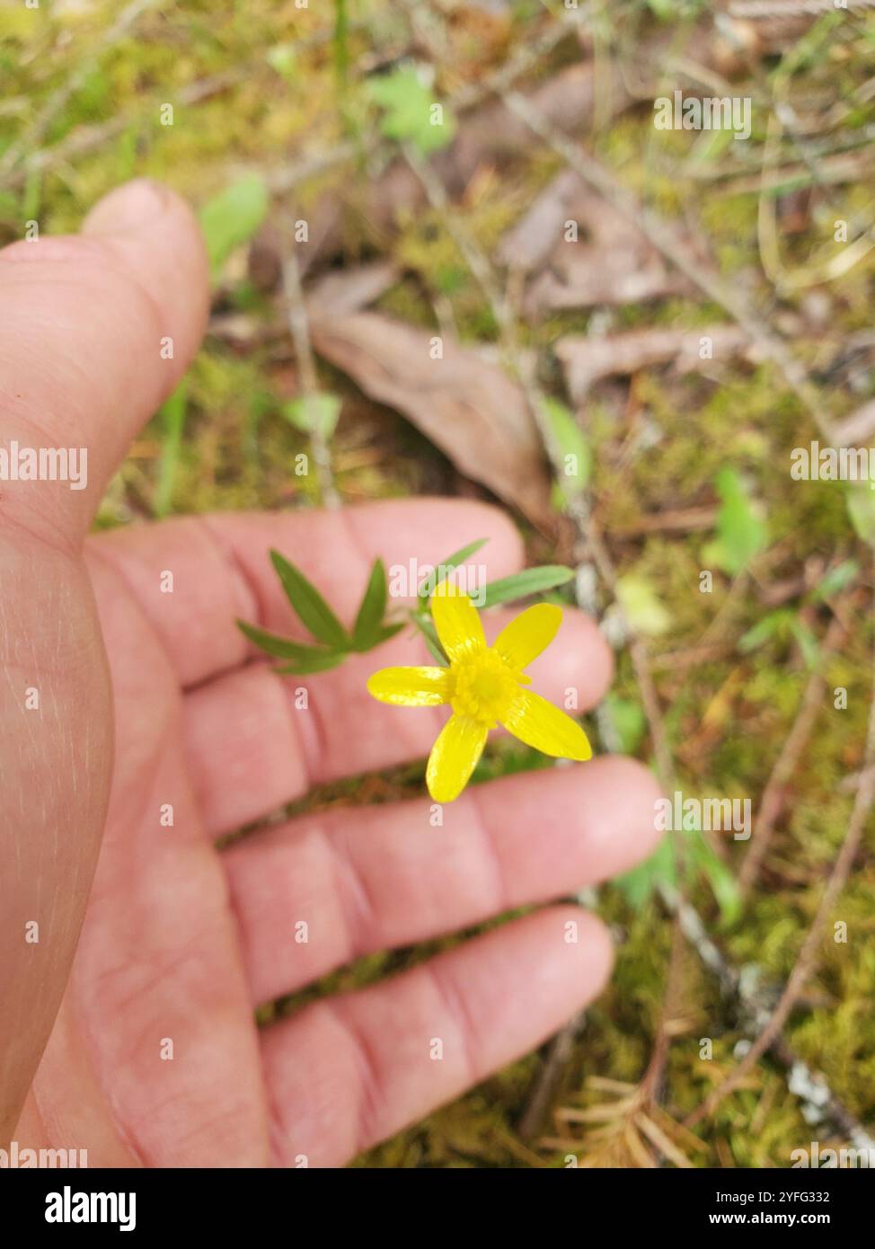 Western Buttercup (Ranunculus occidentalis Stock Photo - Alamy