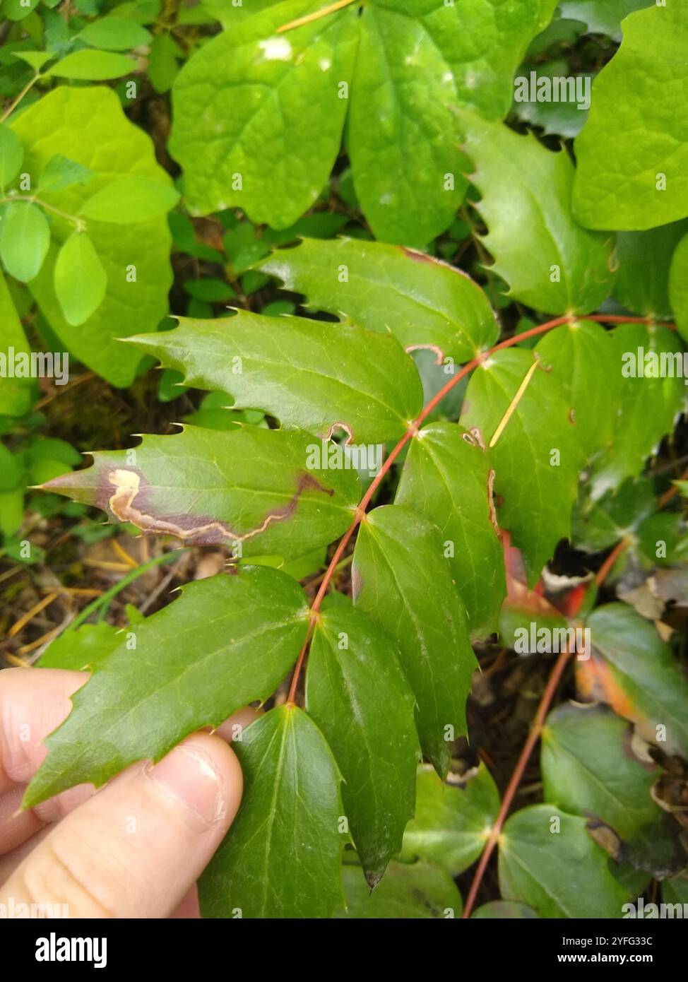 Cascade Oregon-grape (Berberis nervosa Stock Photo - Alamy
