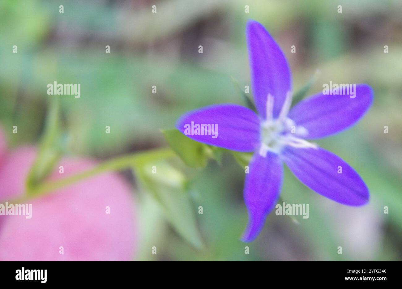 Triodanis biflora hi-res stock photography and images - Alamy