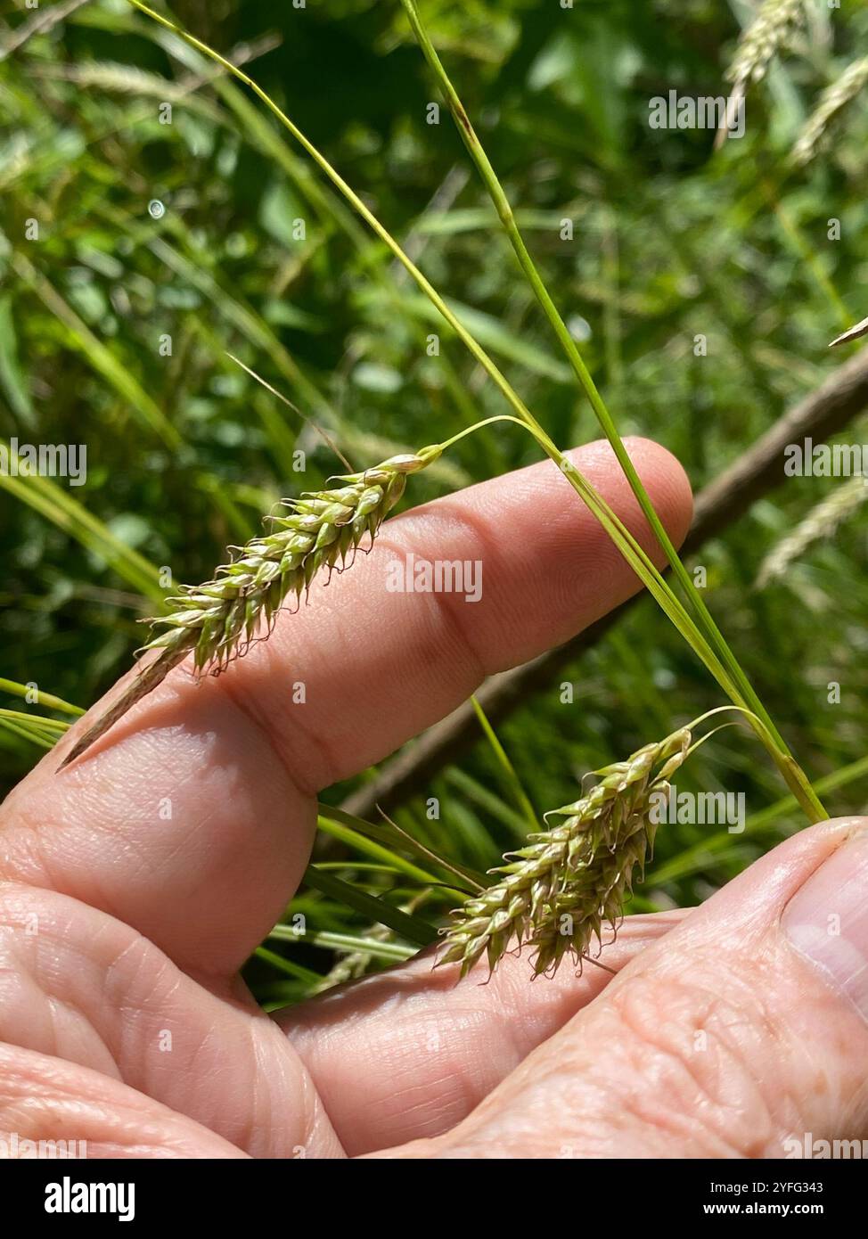 Cherokee sedge (Carex cherokeensis Stock Photo - Alamy