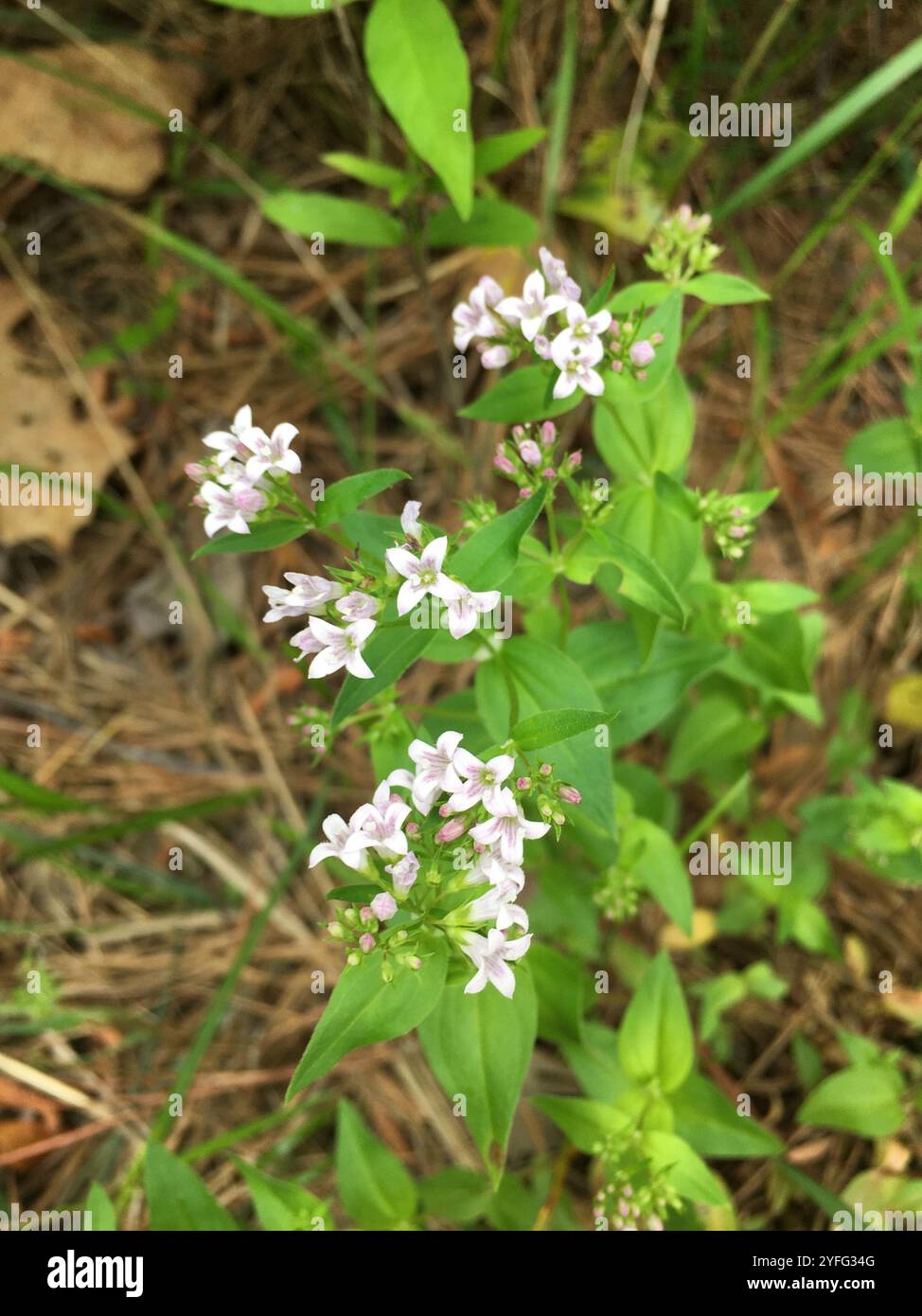 summer bluet (Houstonia purpurea Stock Photo - Alamy