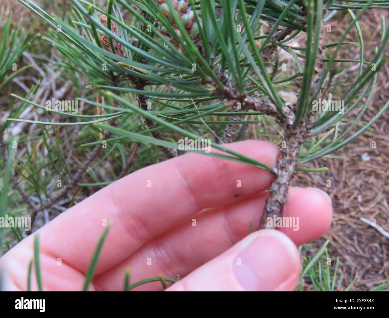 Shore Pine (Pinus contorta contorta Stock Photo - Alamy