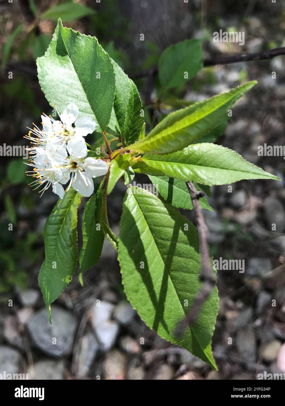 fire cherry (Prunus pensylvanica Stock Photo - Alamy