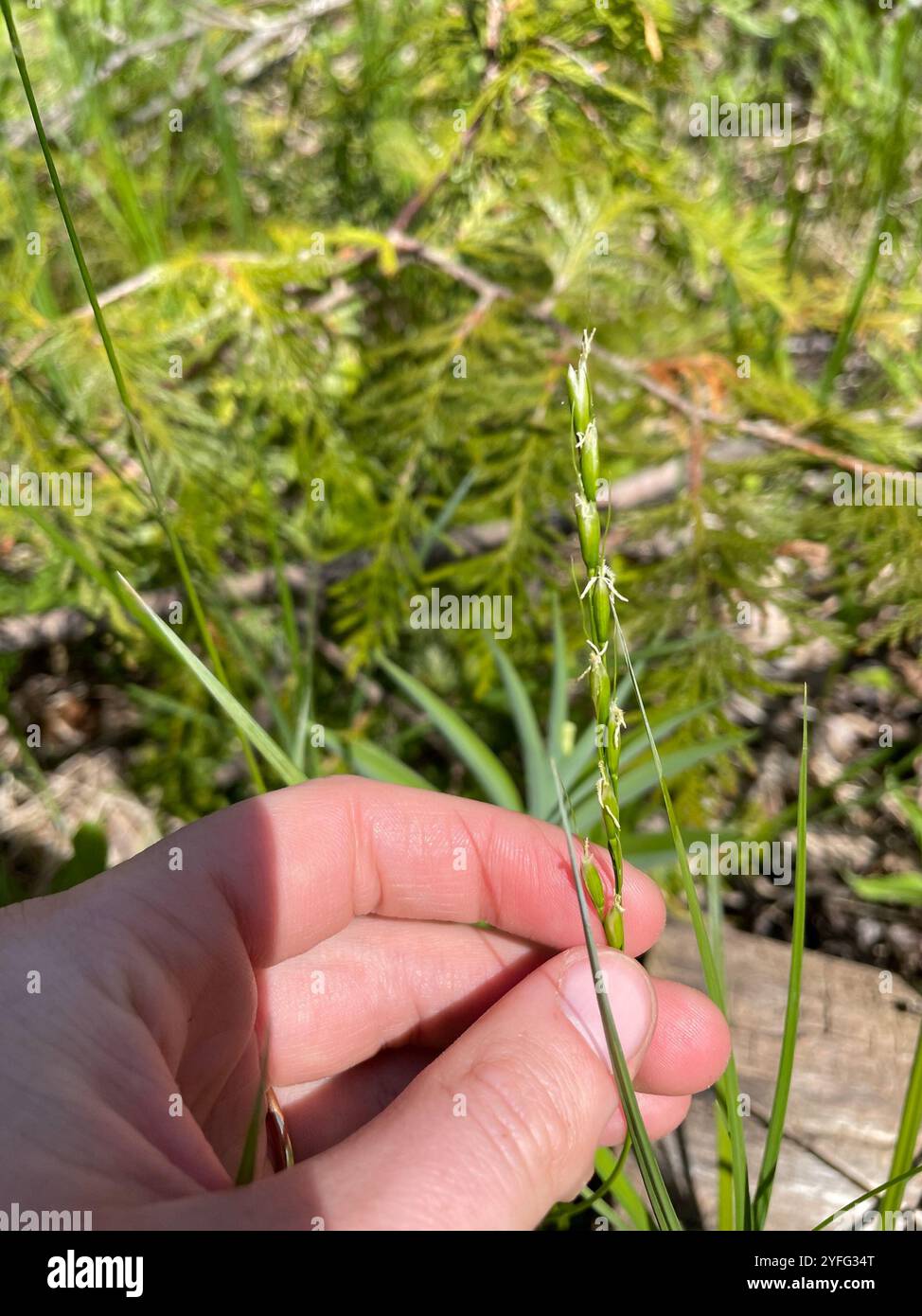 Asperifolia hi-res stock photography and images - Alamy