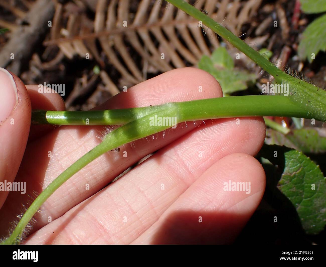 woodland buttercup (Ranunculus uncinatus Stock Photo - Alamy