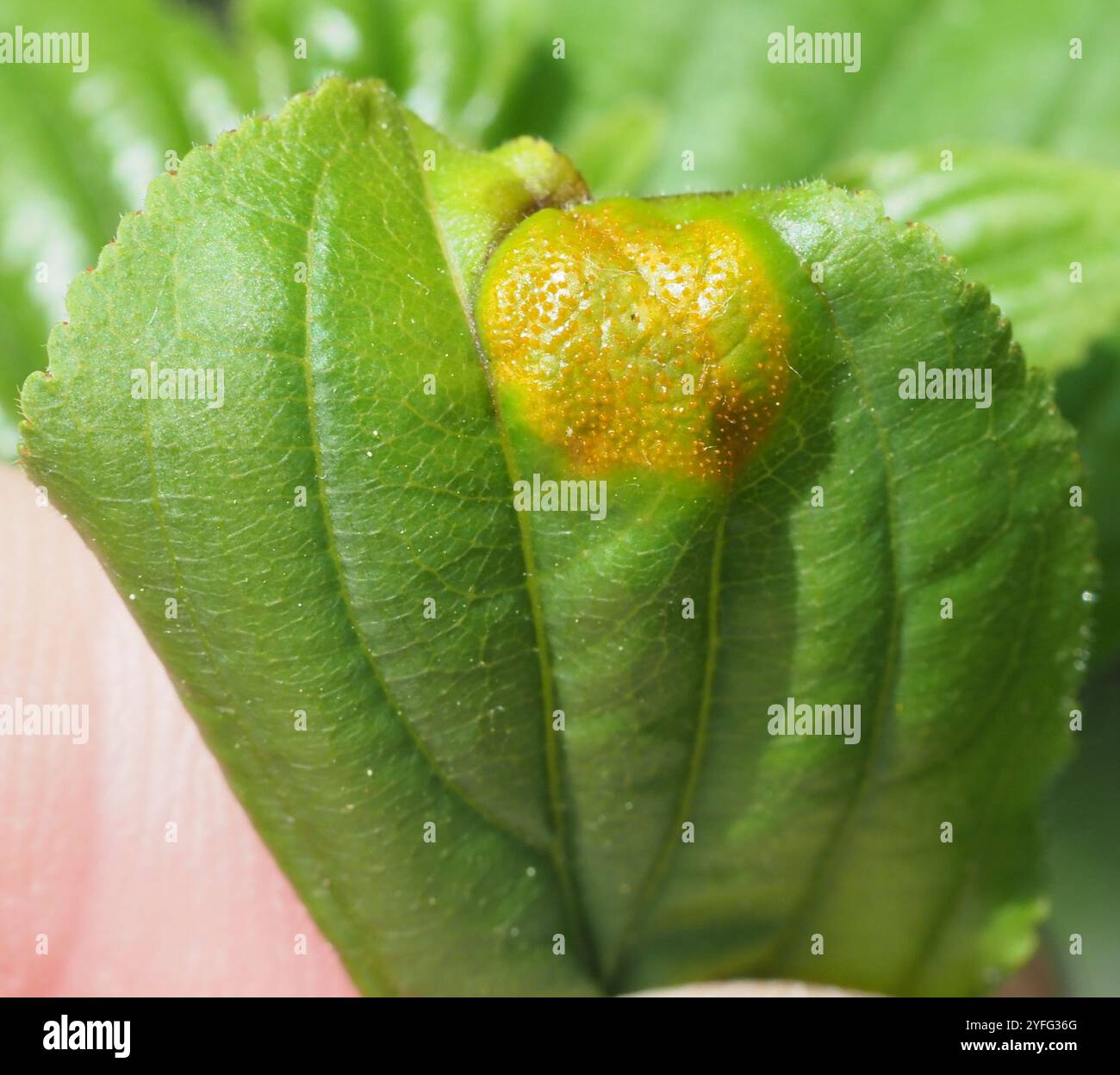 Crown Rust (Puccinia coronata Stock Photo - Alamy