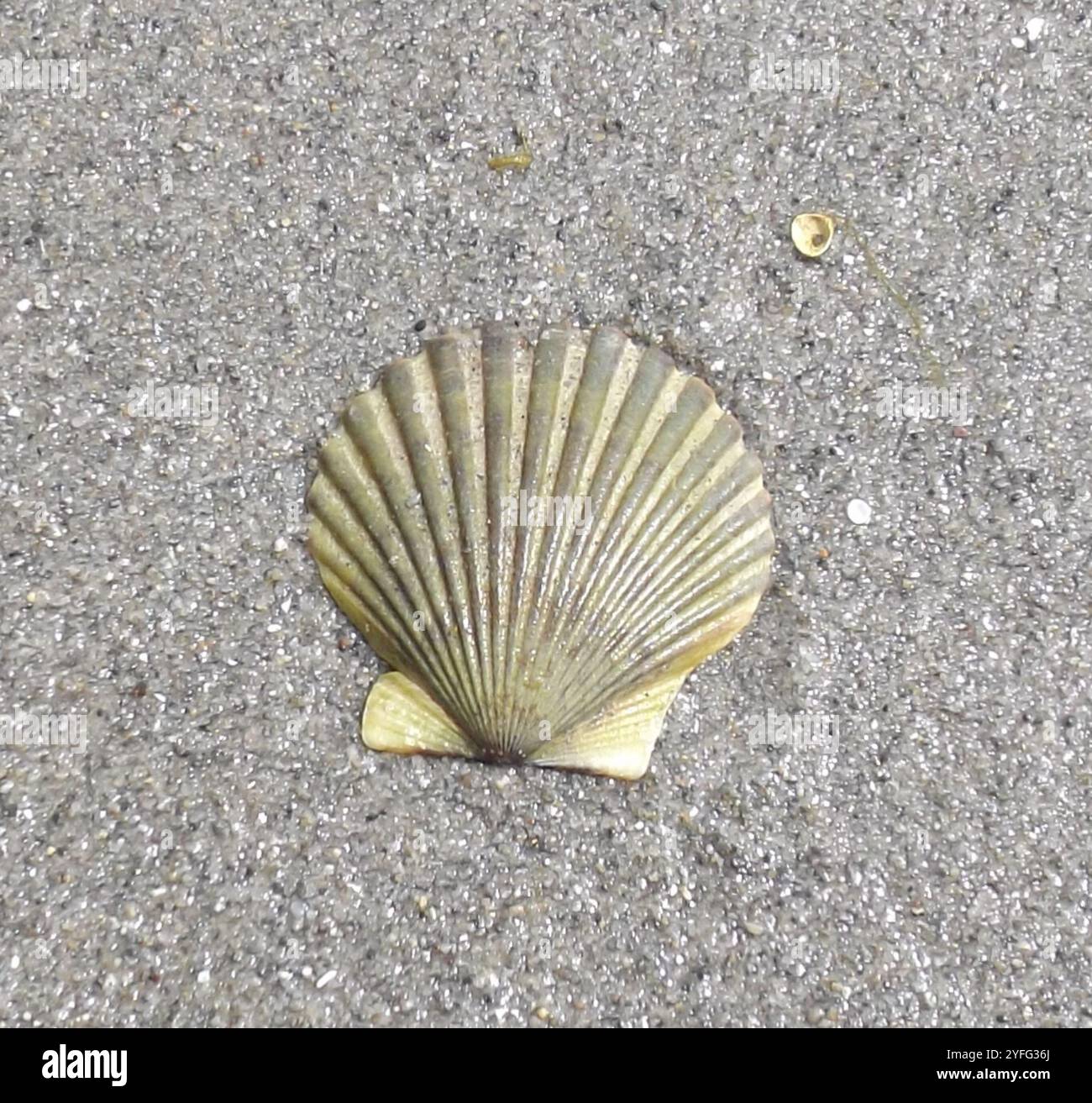 Atlantic Bay Scallop (Argopecten irradians Stock Photo - Alamy