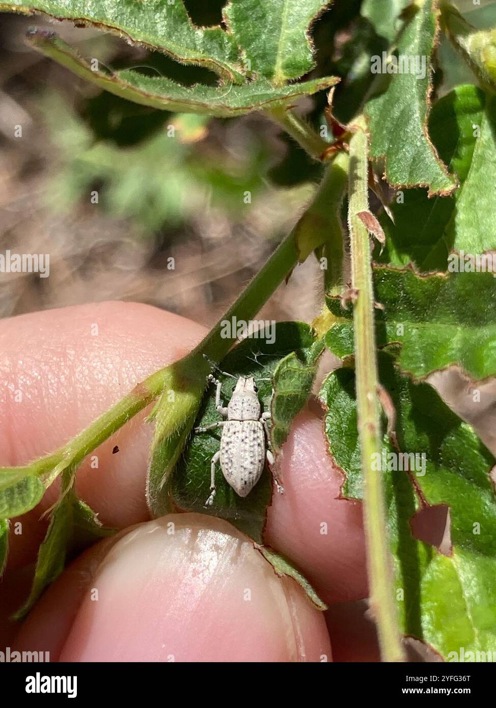 Little Leaf Notcher (Artipus floridanus Stock Photo - Alamy