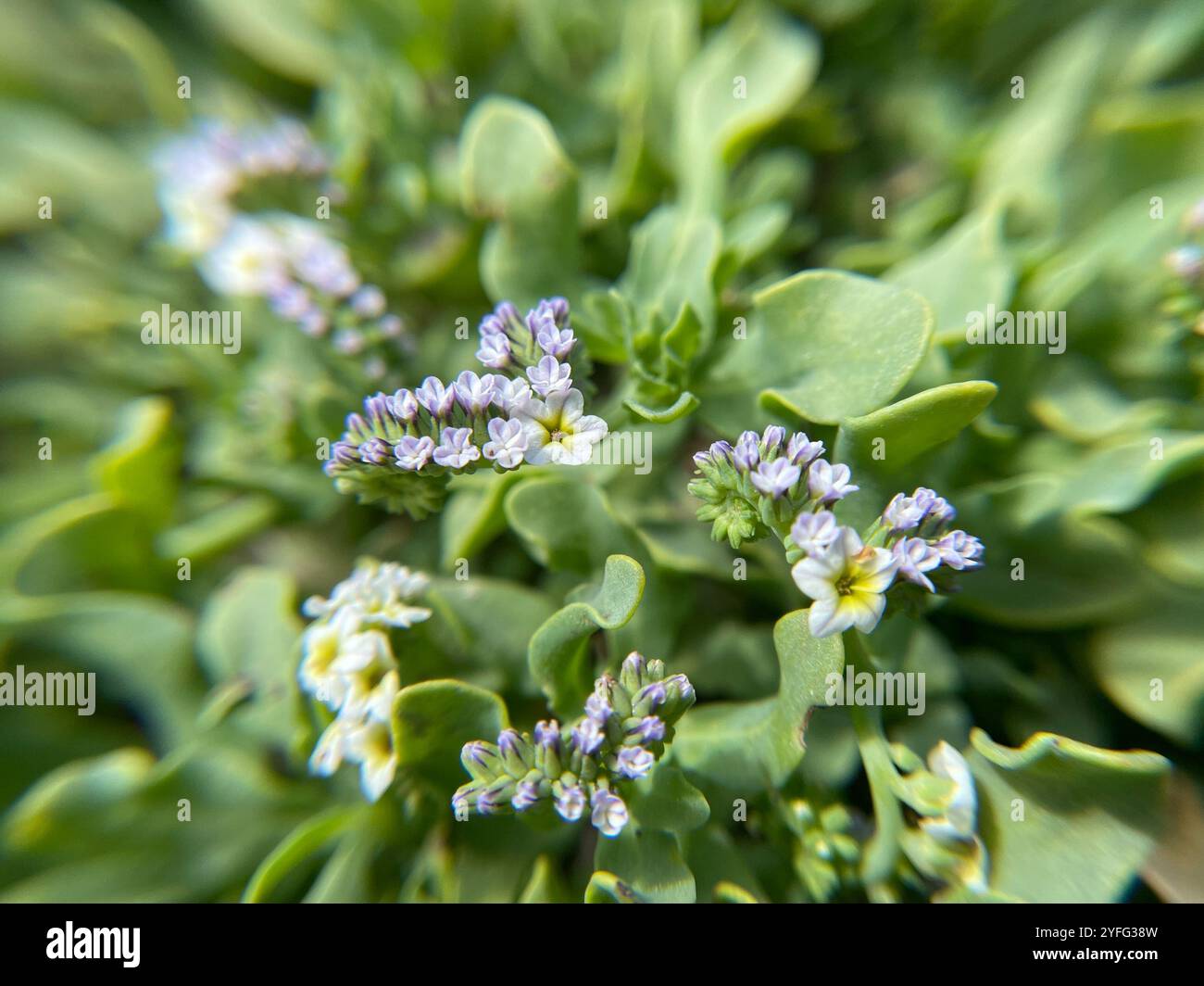 Heliotropium curassavicum hi-res stock photography and images - Alamy