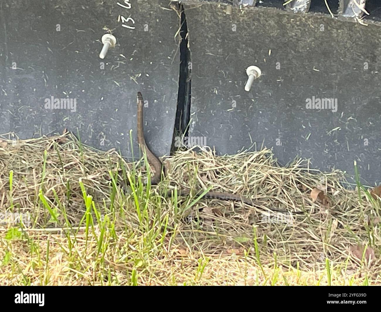 Common Watersnake (Nerodia sipedon Stock Photo - Alamy