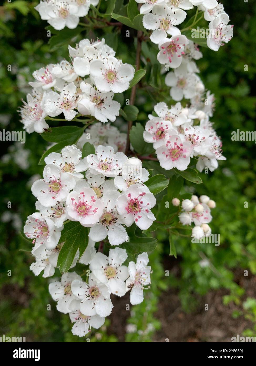 Black Hawthorn (Crataegus douglasii Stock Photo - Alamy