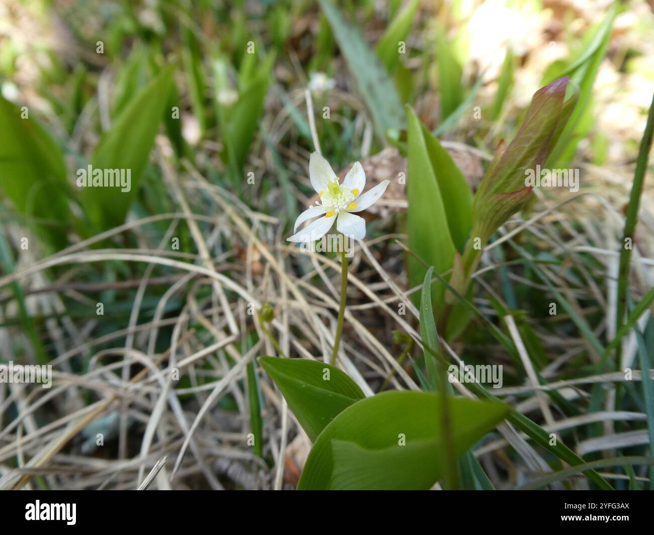 threeleaf goldthread (Coptis trifolia Stock Photo - Alamy