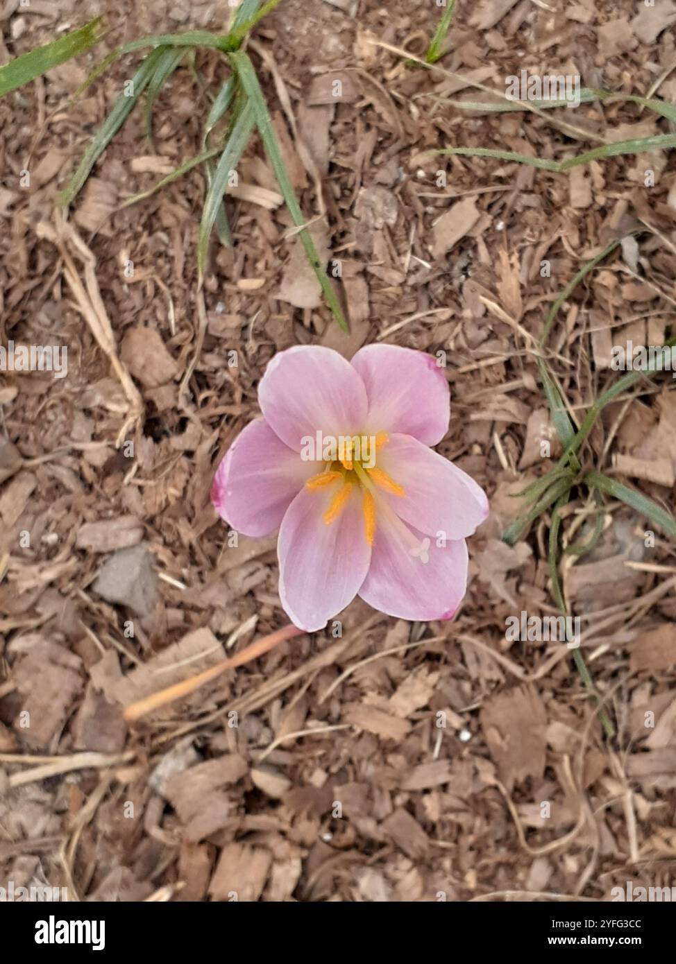 Rose Pink Zephyr Lily (Zephyranthes carinata Stock Photo - Alamy