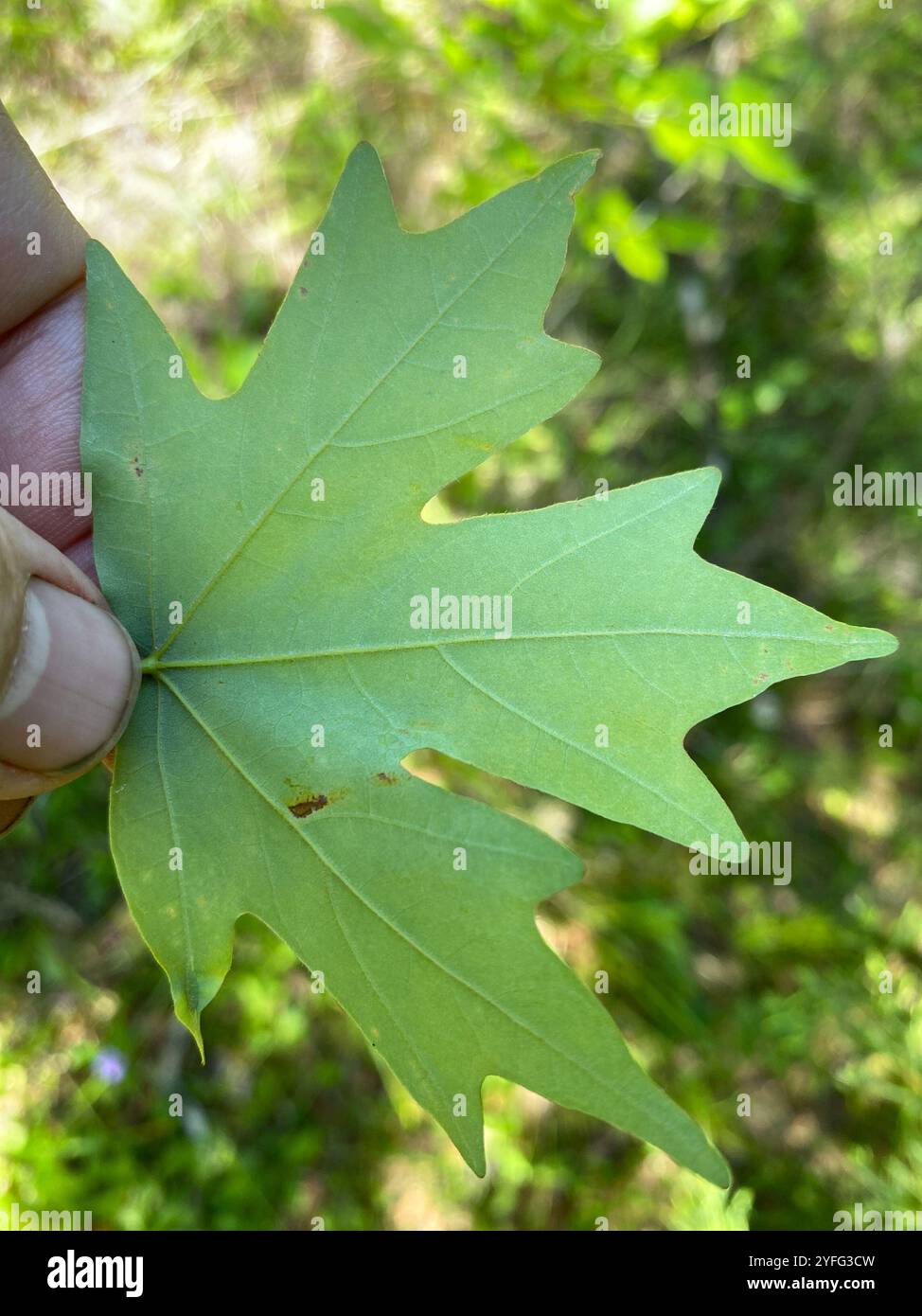 southern sugar maple (Acer floridanum Stock Photo - Alamy