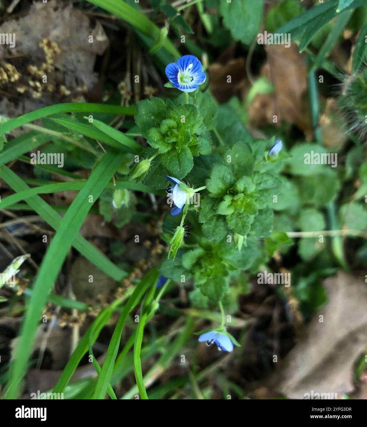 bird's-eye speedwell (Veronica persica Stock Photo - Alamy