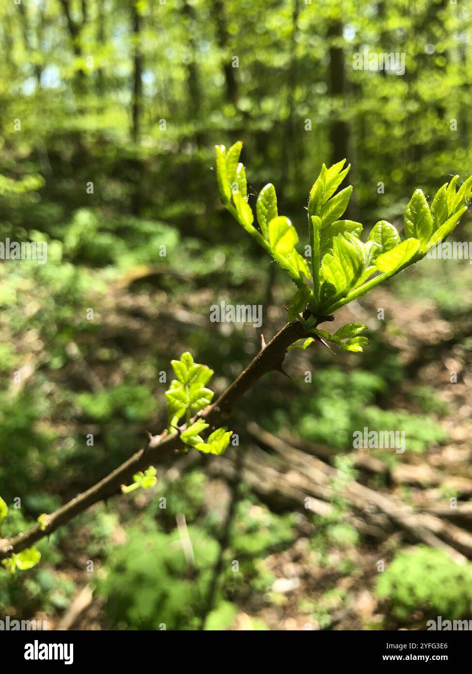 common prickly ash (Zanthoxylum americanum Stock Photo - Alamy