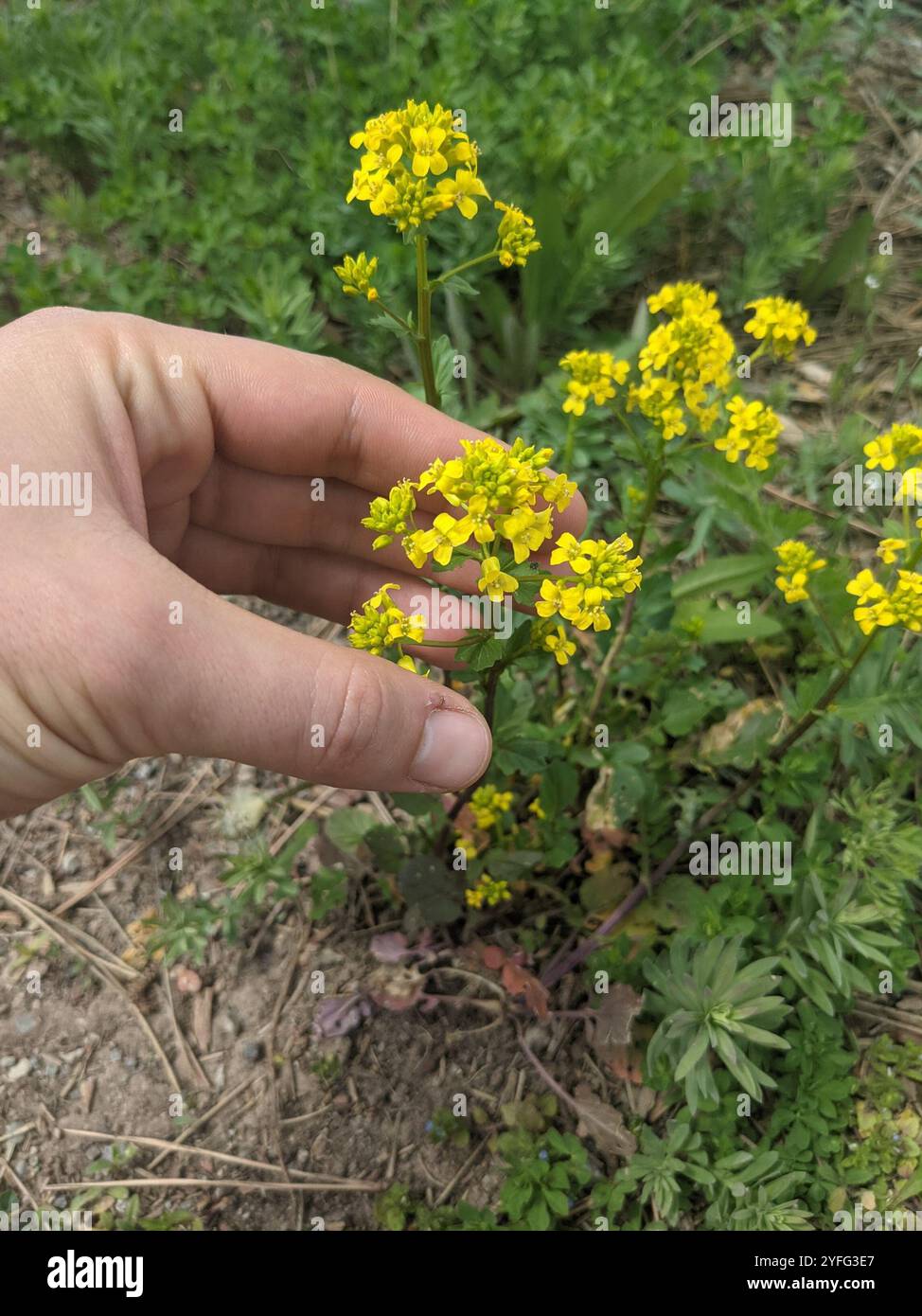 bitter wintercress (Barbarea vulgaris Stock Photo - Alamy