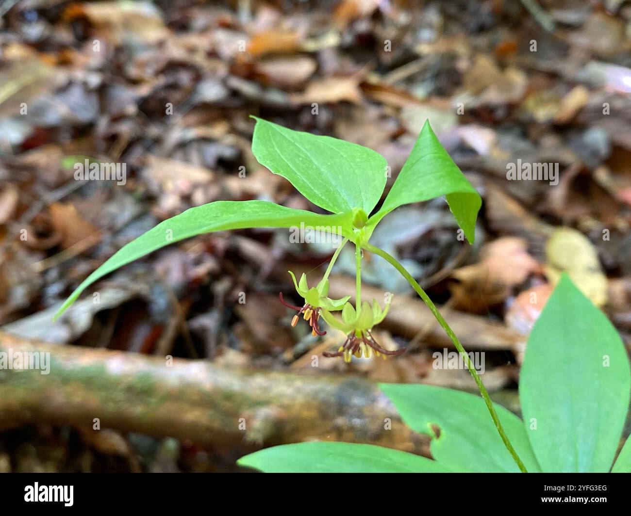 Cucumber Root (Medeola virginiana Stock Photo - Alamy