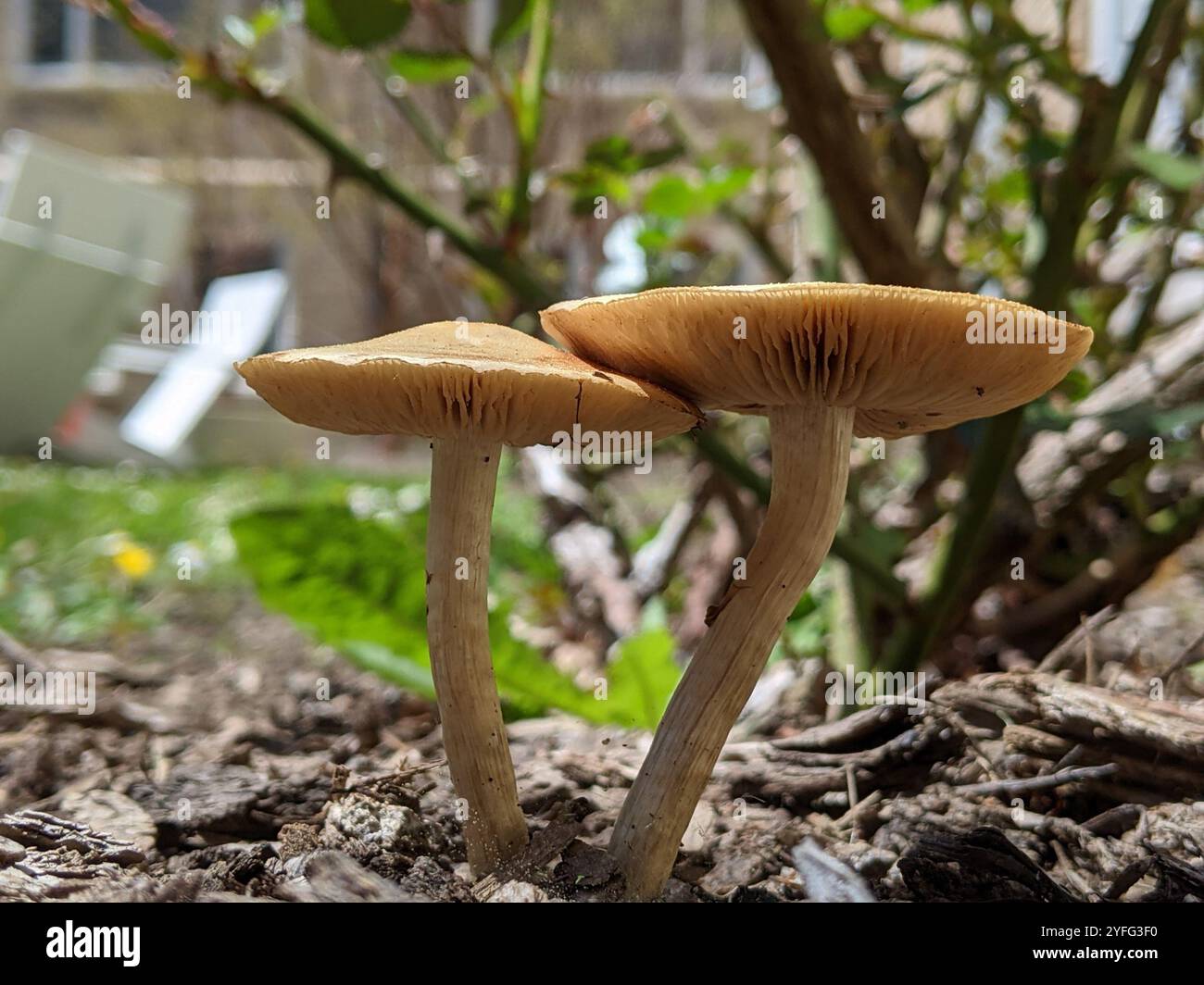 Spring Fieldcap (Agrocybe praecox Stock Photo - Alamy