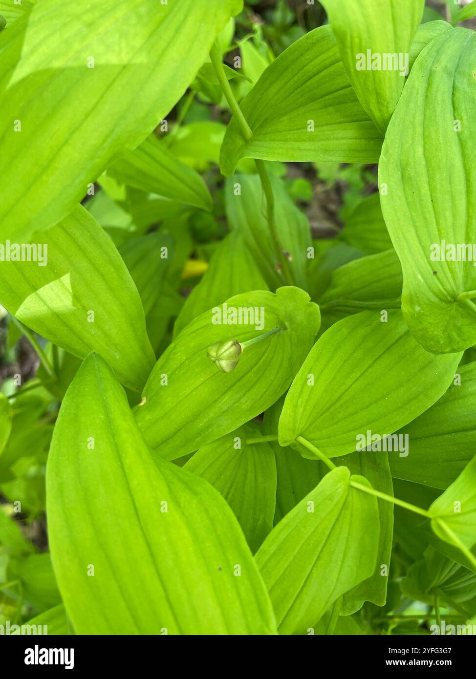 largeflower bellwort (Uvularia grandiflora Stock Photo - Alamy