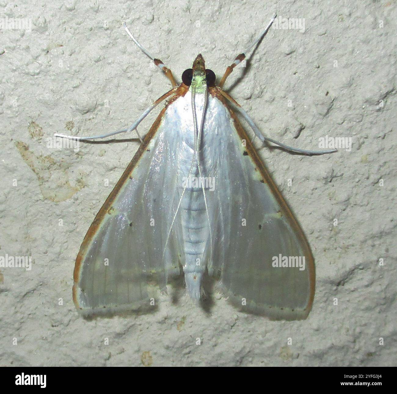 Jasmine Moth (Palpita vitrealis Stock Photo - Alamy