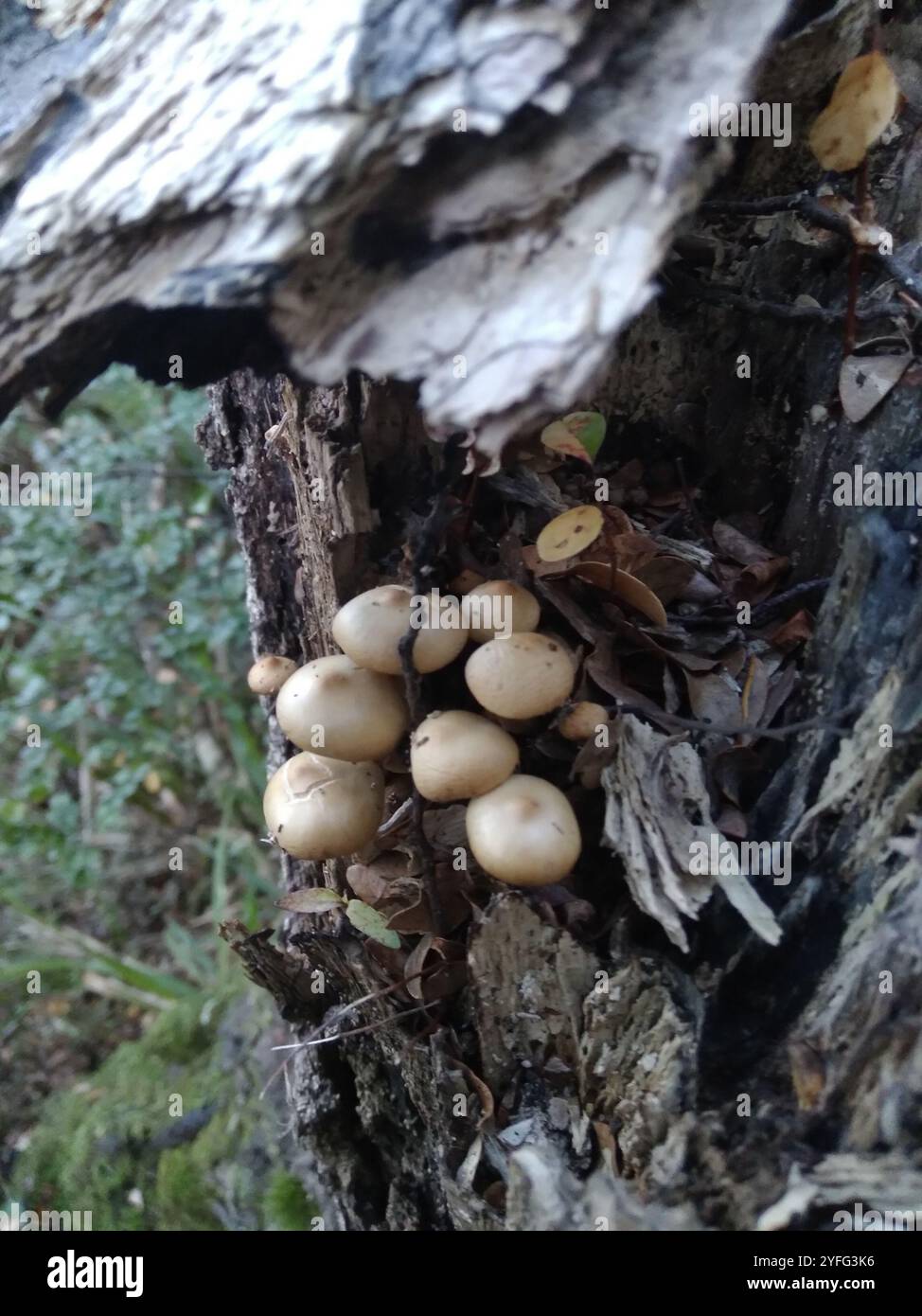 Cyclocybe parasitica hi-res stock photography and images - Alamy