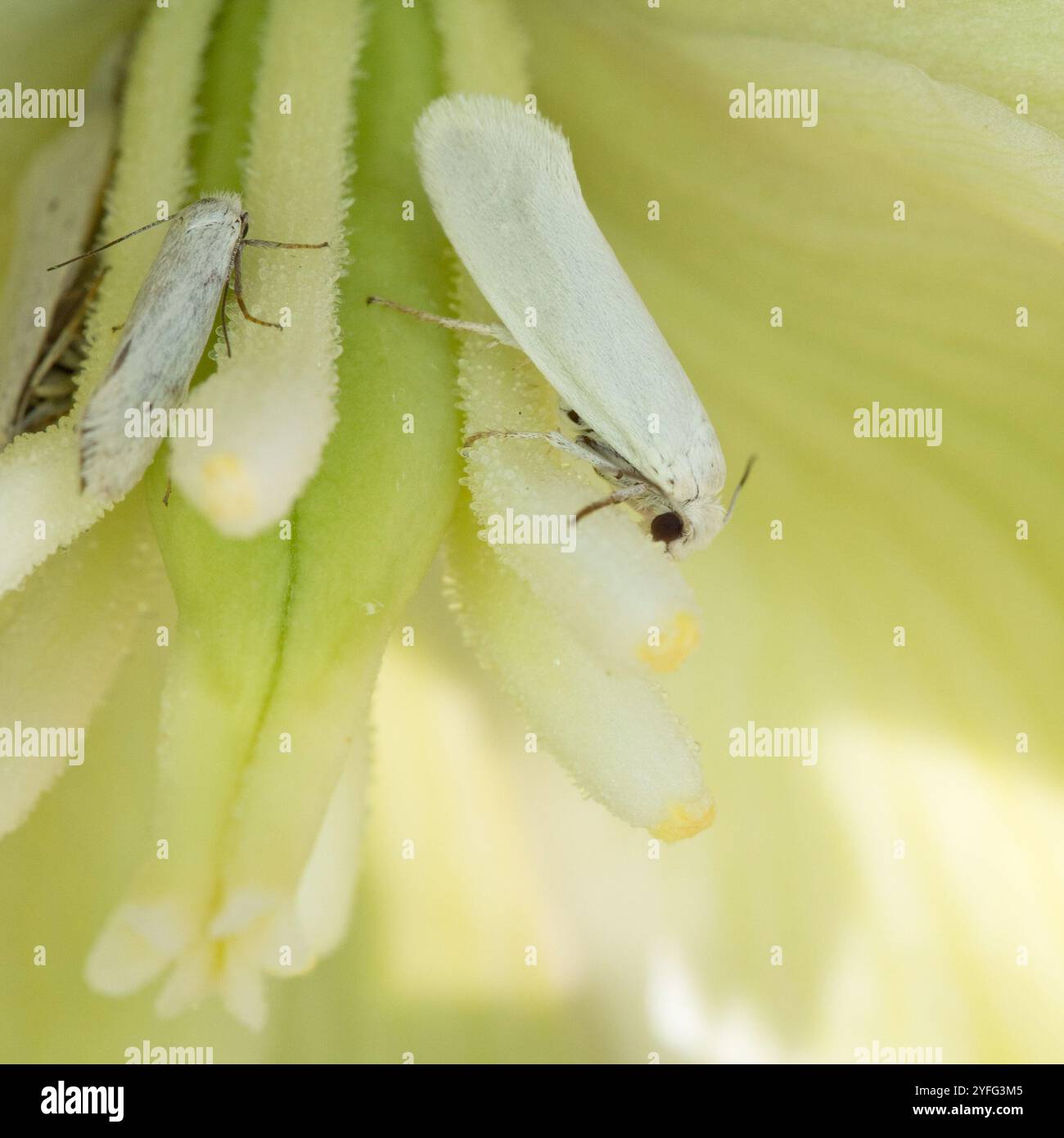 Yucca Moths (Prodoxidae Stock Photo - Alamy