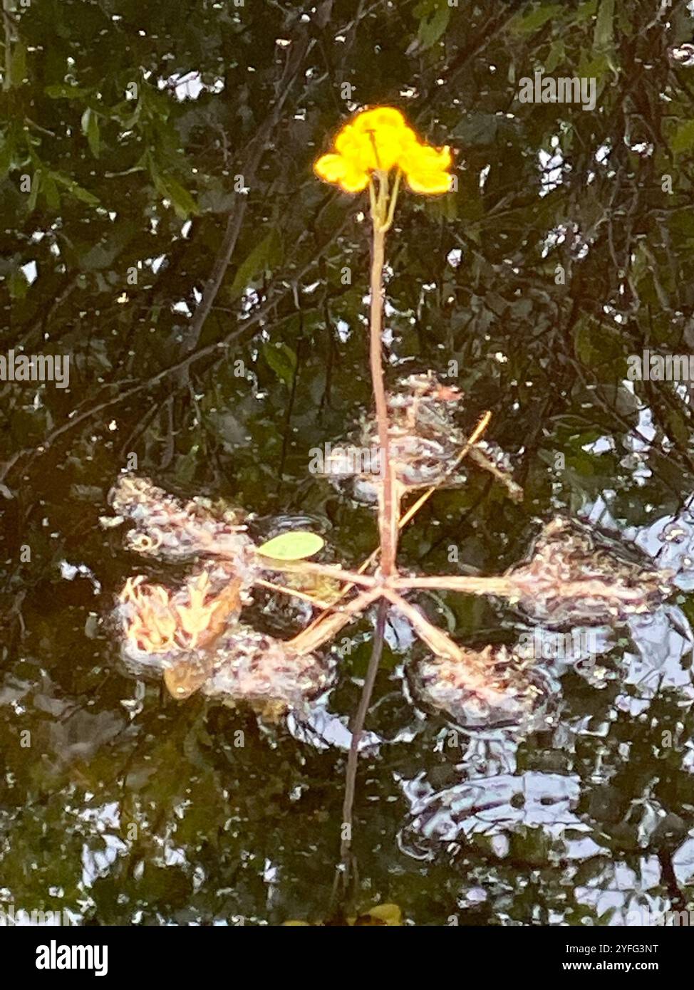 Small Swollen Bladderwort (Utricularia radiata Stock Photo - Alamy