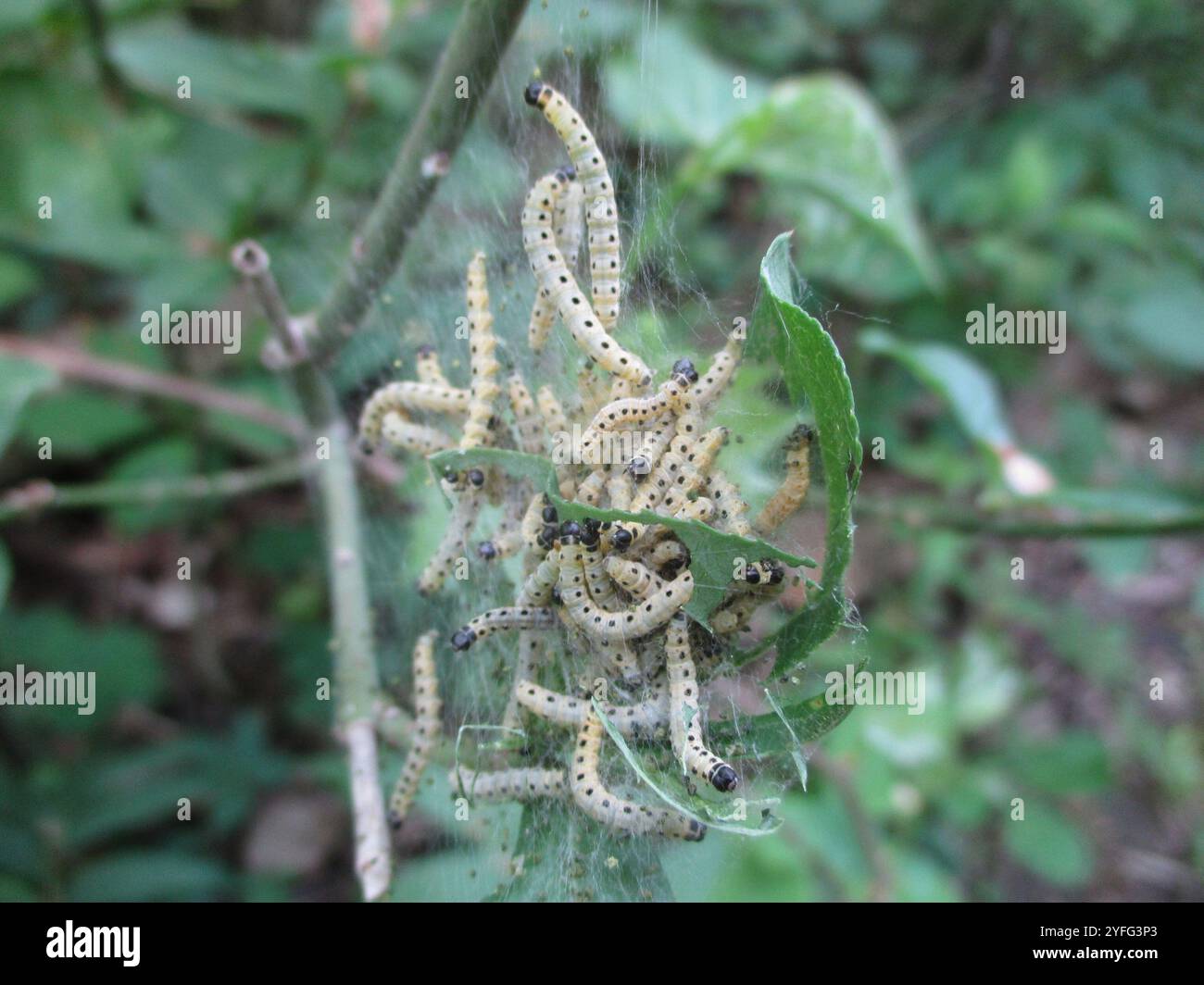 Spindle Ermine Moth (Yponomeuta cagnagella Stock Photo - Alamy