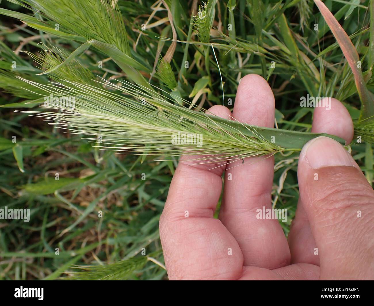 wall barley (Hordeum murinum Stock Photo - Alamy
