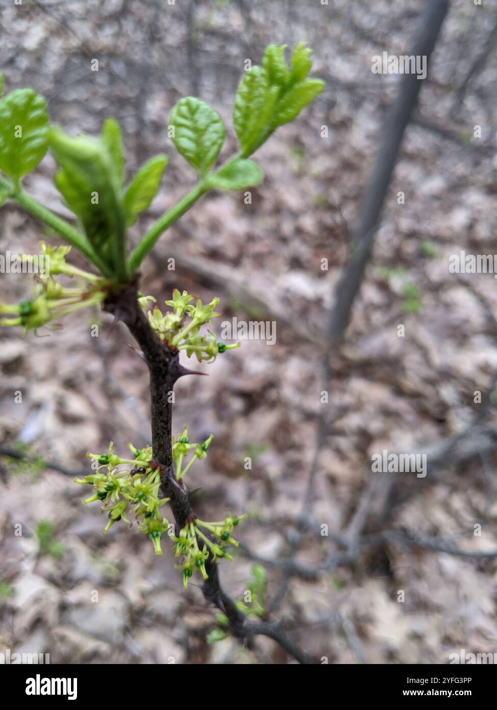 common prickly ash (Zanthoxylum americanum Stock Photo - Alamy