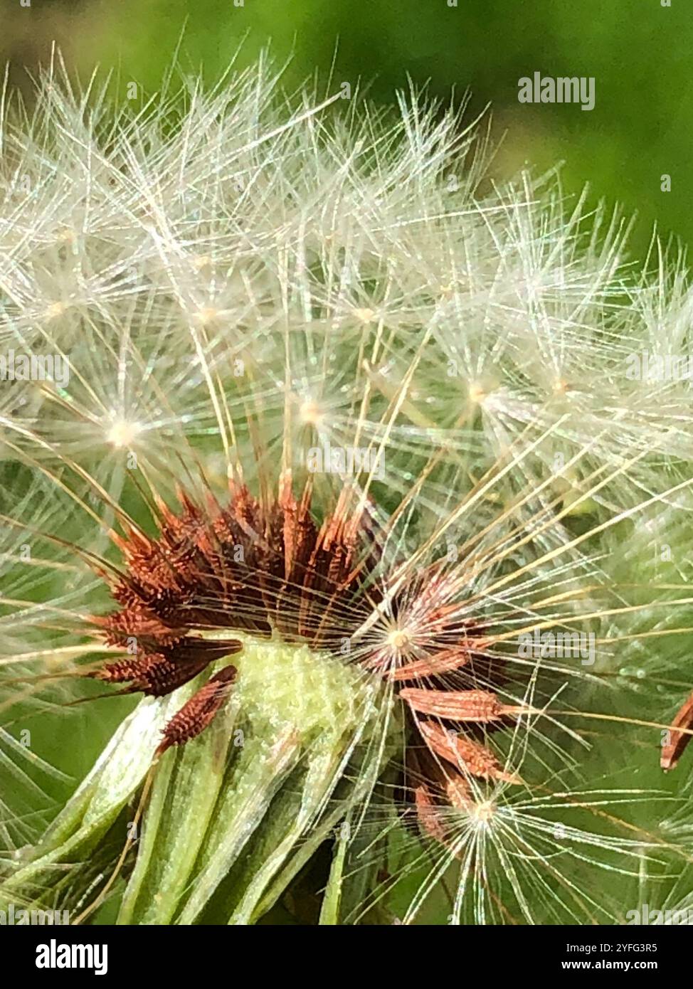 red-seeded dandelion (Taraxacum erythrospermum Stock Photo - Alamy