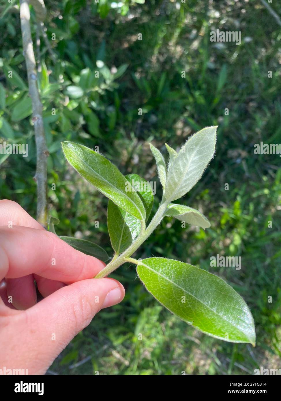 coastal willow (Salix hookeriana Stock Photo - Alamy