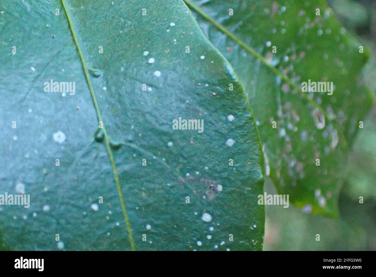 Rothmannia capensis hi-res stock photography and images - Alamy