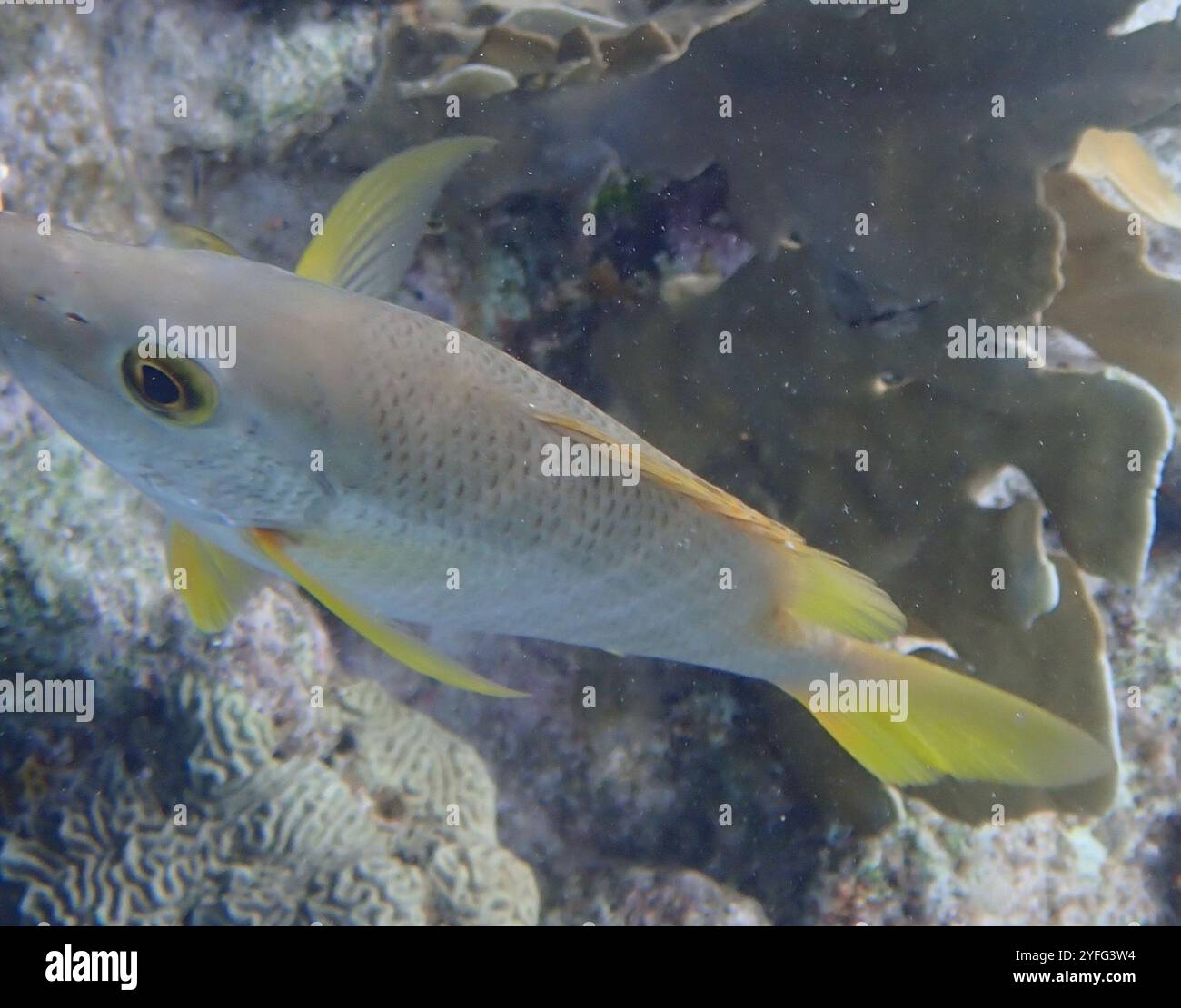Schoolmaster Snapper (Lutjanus apodus Stock Photo - Alamy