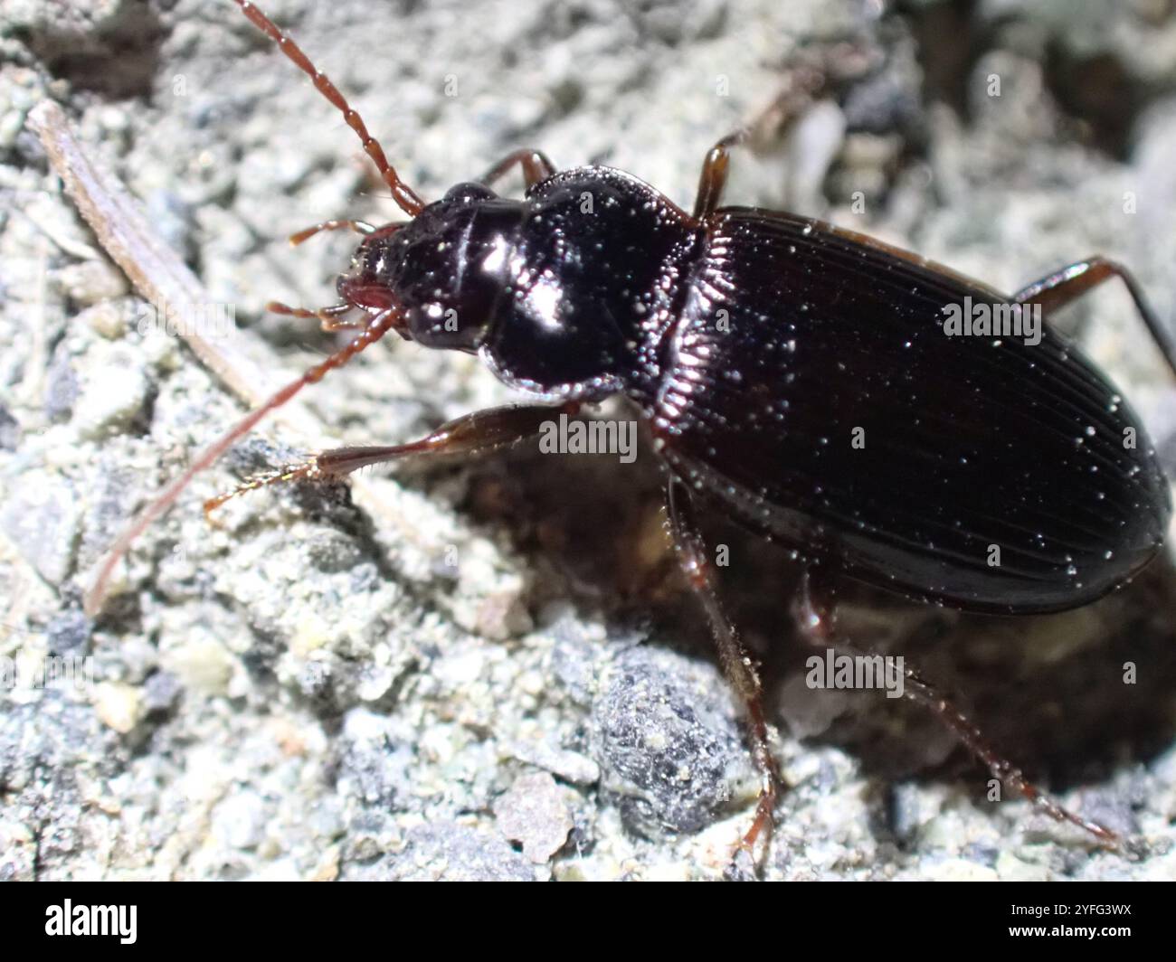 European Gazelle Beetle (Nebria brevicollis Stock Photo - Alamy