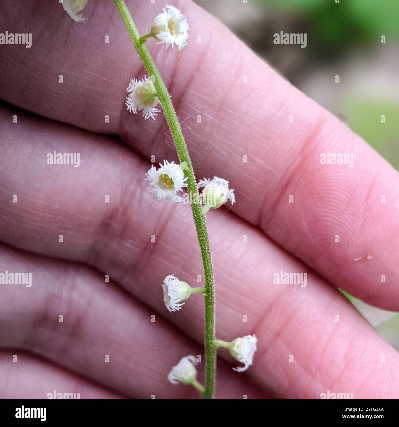 twoleaf miterwort (Mitella diphylla Stock Photo - Alamy